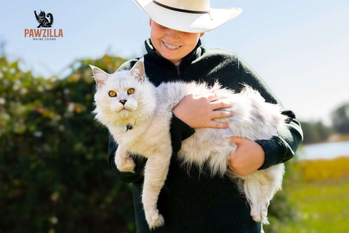 Maine Coon Cats: Traits, Care & Breed Info | Pawzilla