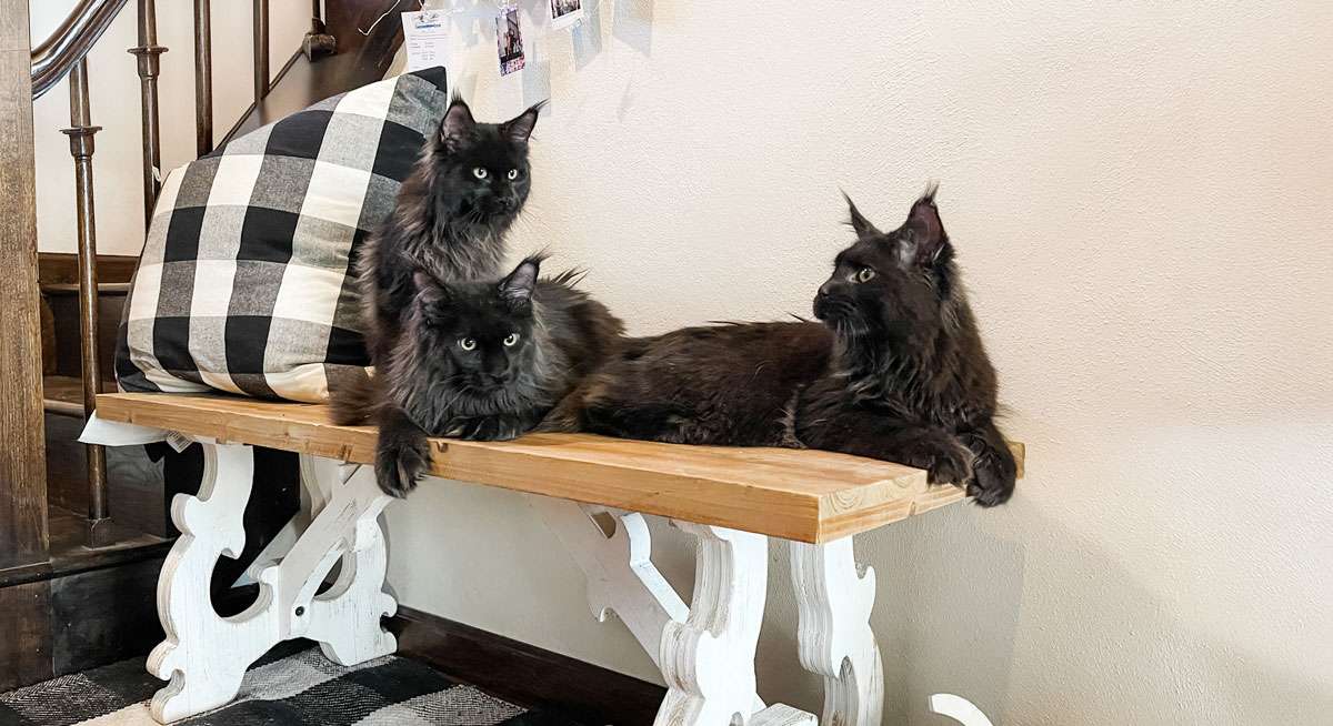 Maine Coon Cats: Traits, Care & Breed Info | Pawzilla